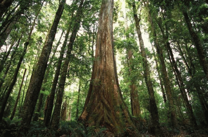 High Conservation Values Assessment & Management Plan - Draft For ...
