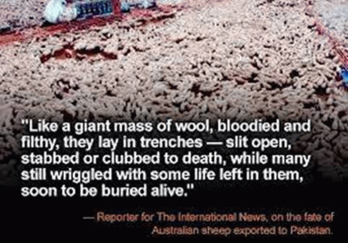 Shocking Violations Of Live Export Rules - Tasmanian Times