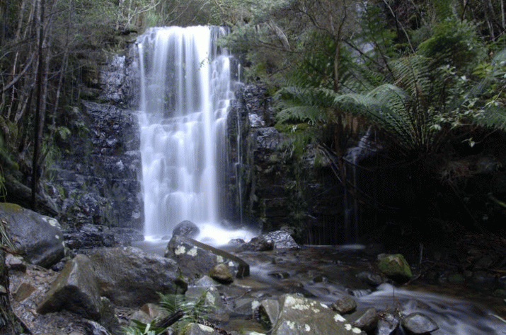 Mother Mountain: The Symphony Of Birdsong (21) - Tasmanian Times