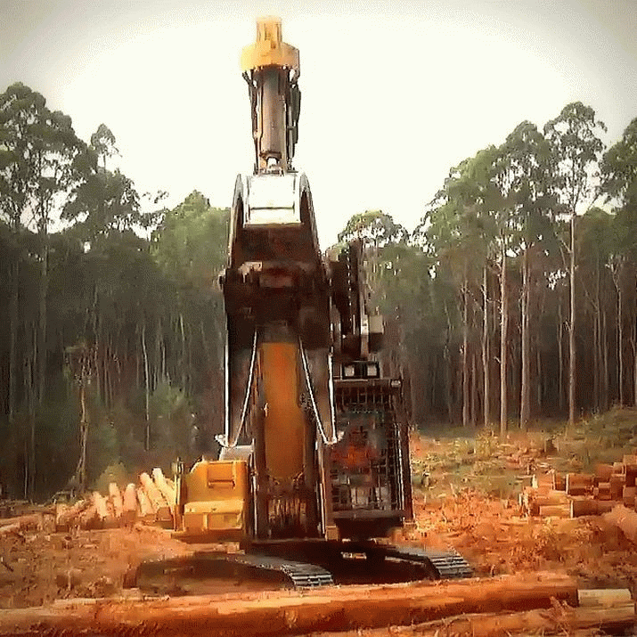 An Outsider's Look At The Contentious Practice Of Clearfell Logging ...