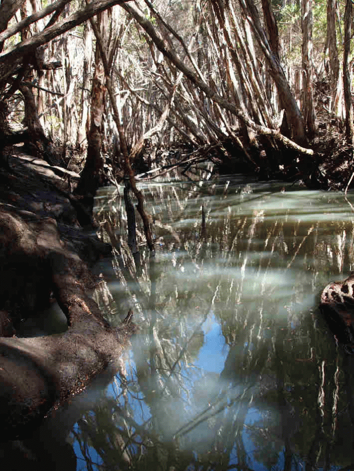 Isla MacGregor's First Day of the Month - Tasmanian Times