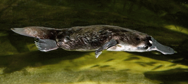 Where to see a platypus ... - Tasmanian Times
