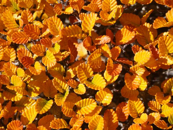 First Day June ... - Tasmanian Times