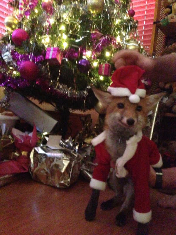 A Foxy Christmas - Tasmanian Times