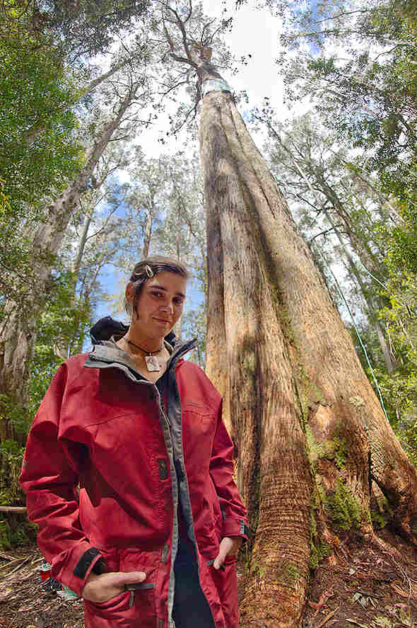 Six Month Milestone For Tasmanian Tree Sitter - Tasmanian Times
