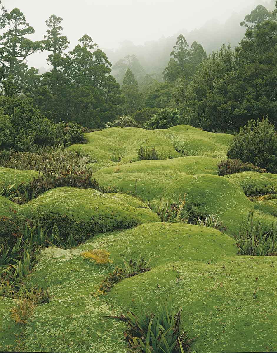 World Heritage Ancient Gondwanan Communities At Risk - Tasmanian Times