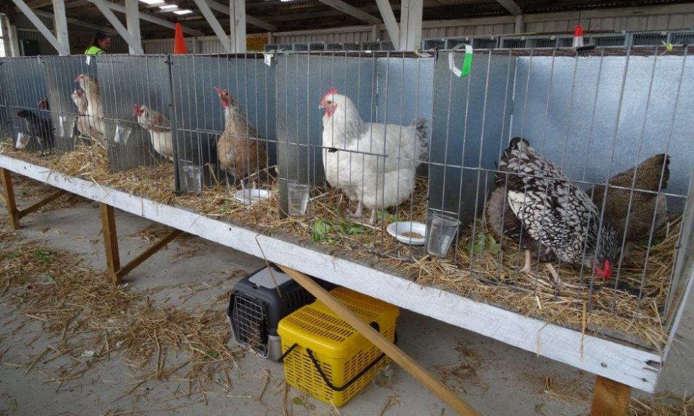 A COLOSSAL Thank You - Tasmanian Times