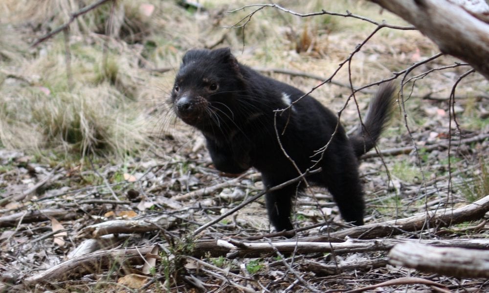 Saving Our Tasmanian Devils: Latest Research - Tasmanian Times
