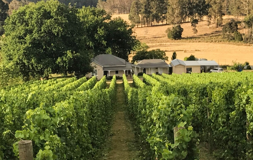 Vine Doctor’s Prescription For Vineyard Success - Tasmanian Times