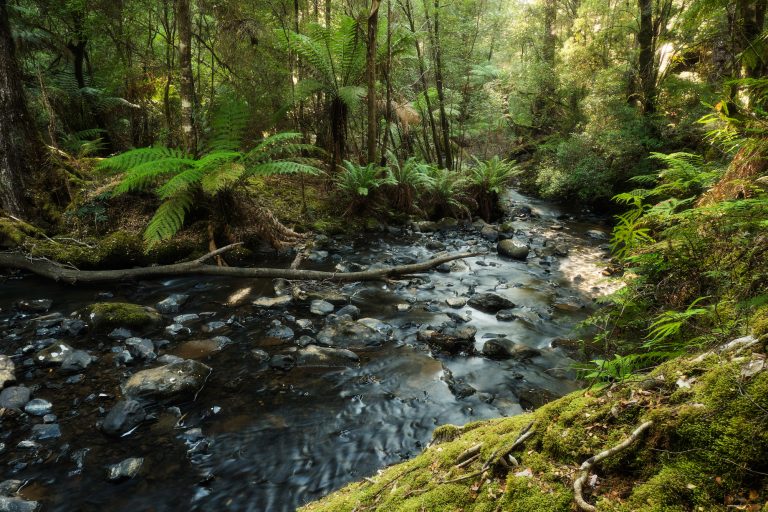 Scott Jordan - On The Frontline Saving Tasmania's Old Growth Forests ...