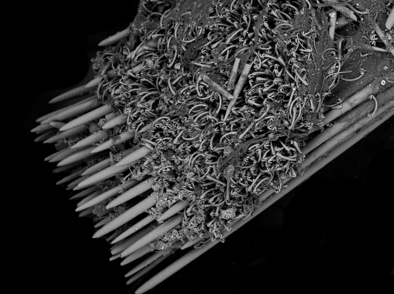 Haul Of New Species Of Carnivorous Sponges Found - Tasmanian Times