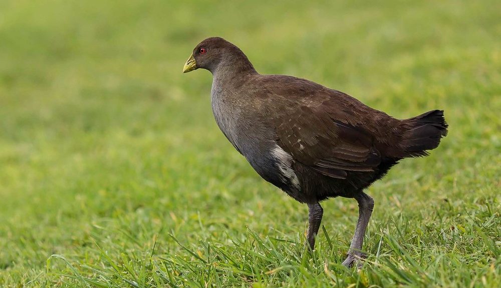 The Turbo Chook: Tasmania’s Native Hen - Tasmanian Times
