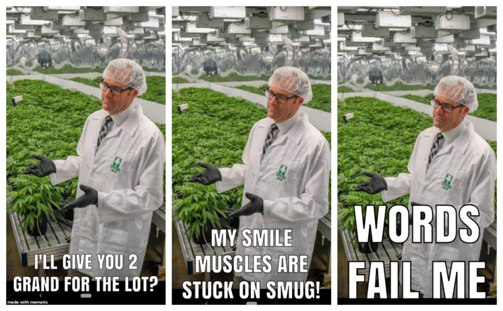 Meme Of The Week: Michael 'Reefer Madness' Ferguson - Tasmanian Times