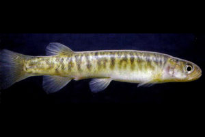 22 Australian Freshwater Fish On Path To Extinction - Tasmanian Times