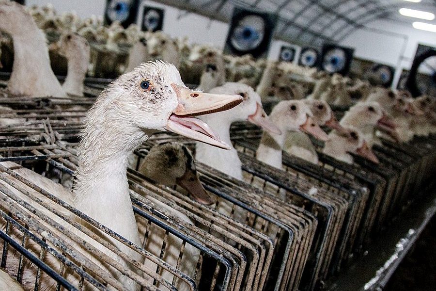 Intensive Animal Farming Is 'Biggest Risk' For Pandemics - Tasmanian Times