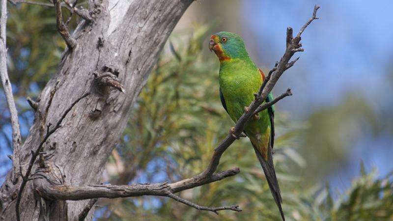 Swift Parrot Public Authority Management Agreement - Tasmanian Times