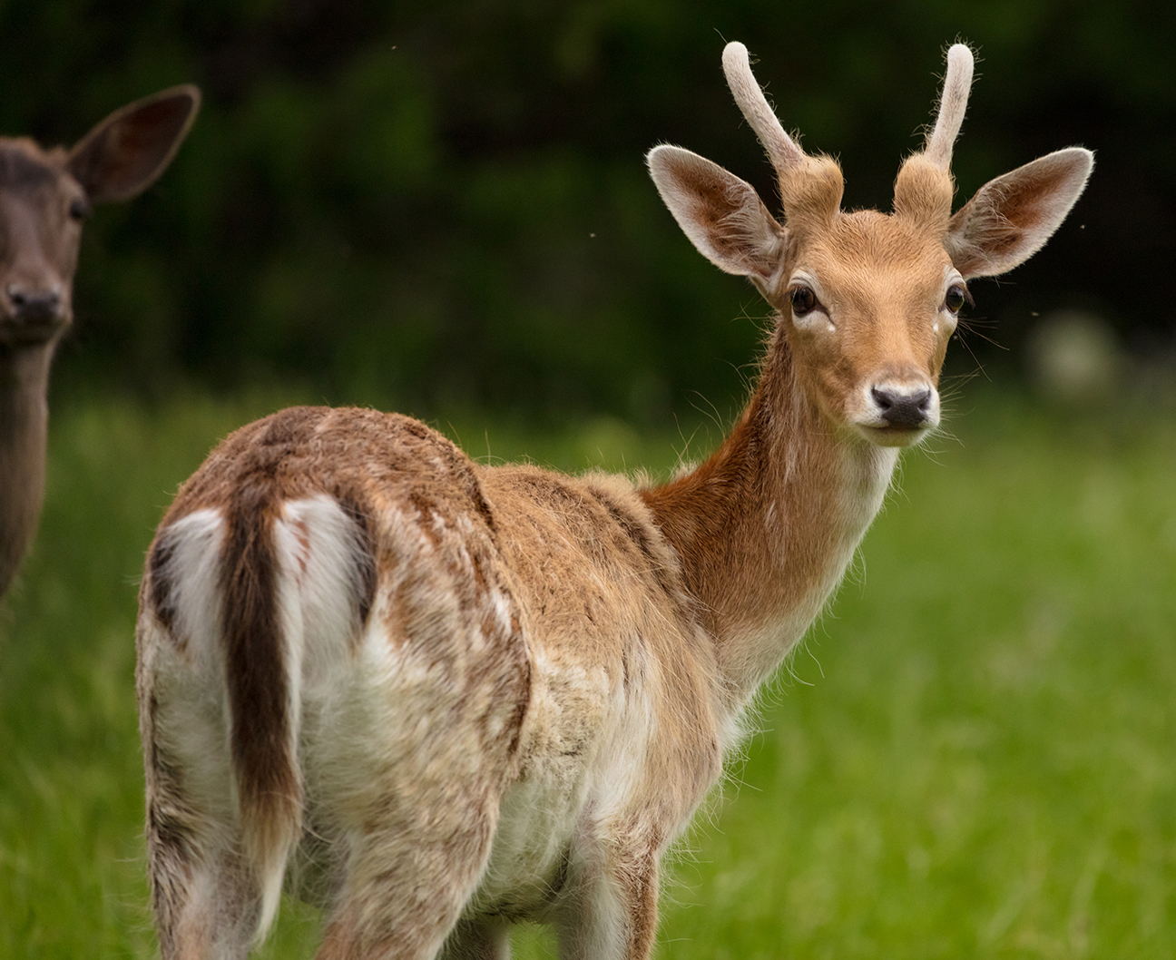 'Wild' Fallow Deer Plan - Tasmanian Times