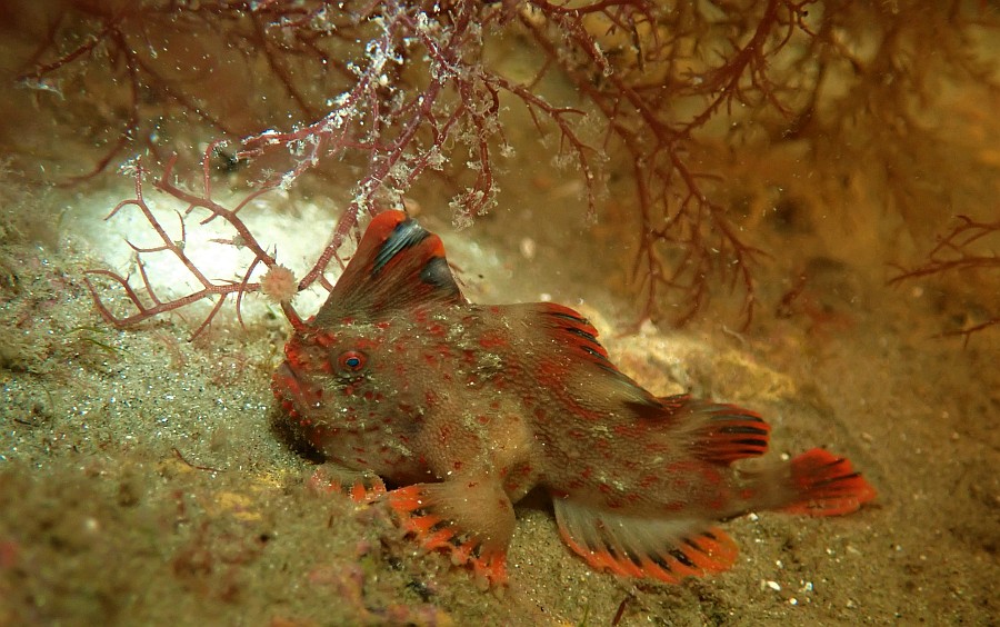 Red Handfish Juveniles Released To Boost Endangered Wild Population ...