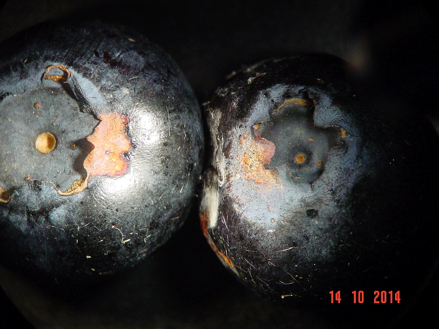 Be Vigilant For Signs Of Blueberry Rust - Tasmanian Times