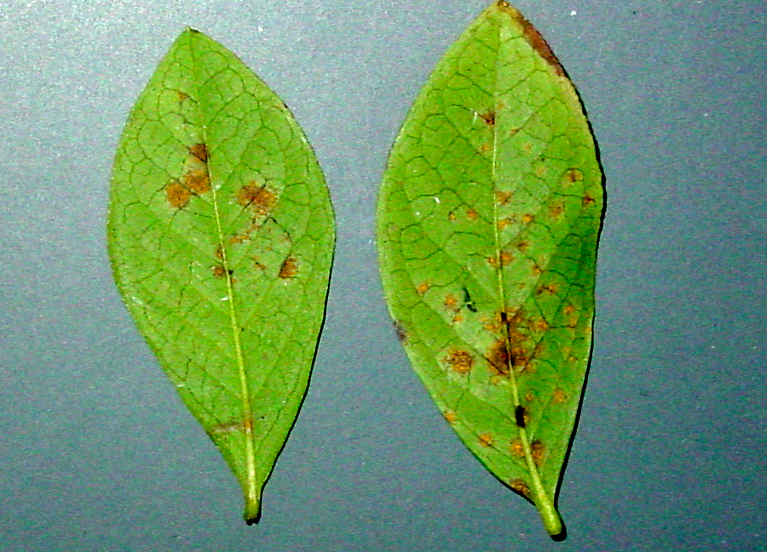 Be Vigilant For Signs Of Blueberry Rust - Tasmanian Times