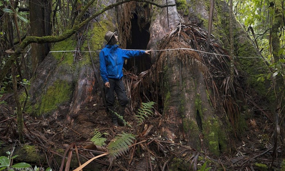 Forestry Archives - Tasmanian Times