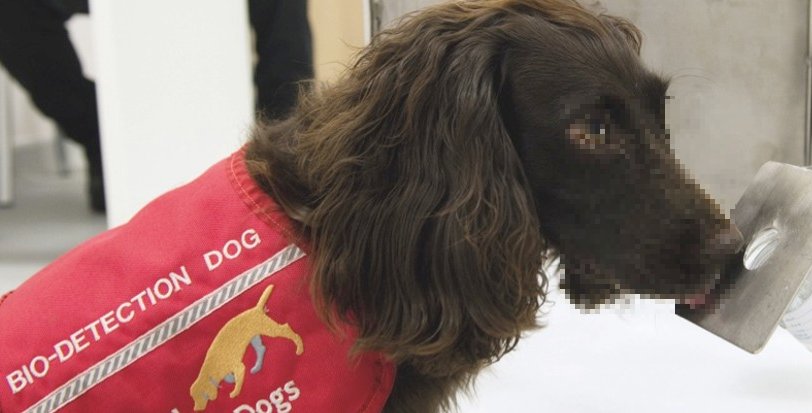 Biosecurity Dogs Could Detect COVID-19 - Tasmanian Times