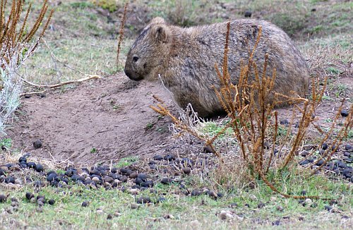 Cubed Poo - Here's How Wombats Do It - Tasmanian Times