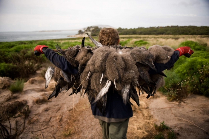 For Shearwaters And Against Mutton Birding - Tasmanian Times