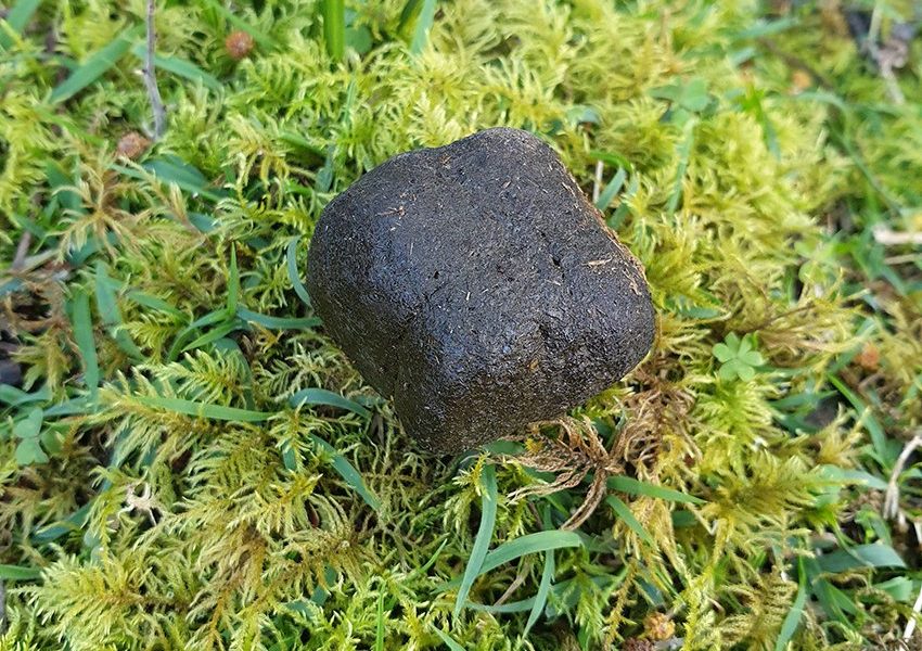 Cubed Poo - Here's How Wombats Do It - Tasmanian Times