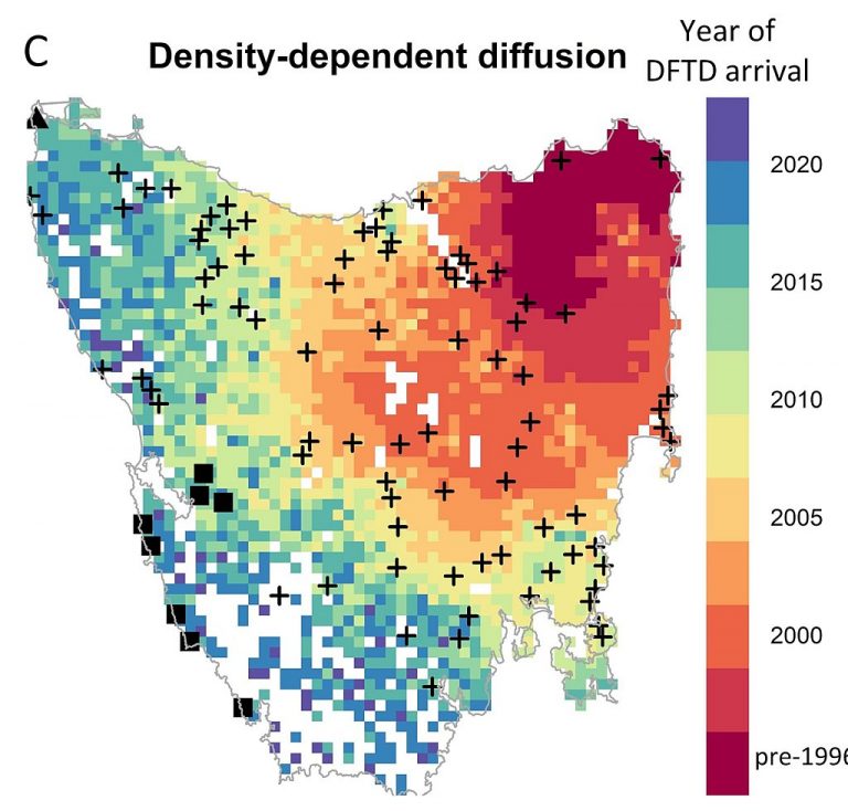 Study Quantifies Devils’ Decline Due To DFTD - Tasmanian Times