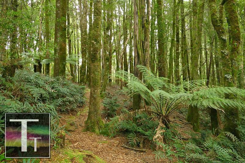 Greens Forests Transformation Policy - Tasmanian Times