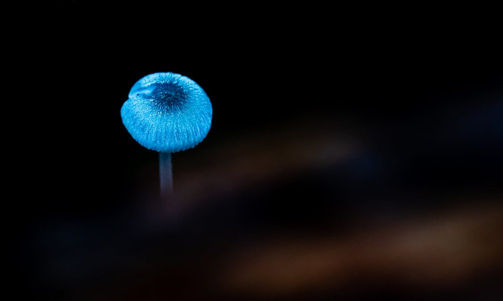 Beaker Street Science Photography Prize - Tasmanian Times