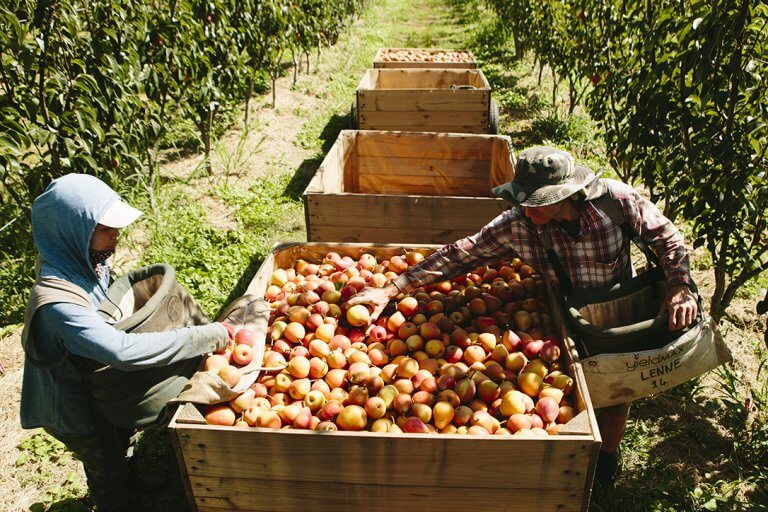 What Can Be Expected Next Fruit Harvest Season? - Tasmanian Times