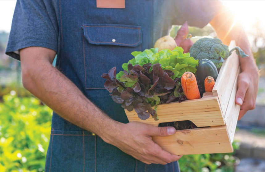 Halving Food Waste: Australia’s Progress On SDG 12.3 - Tasmanian Times