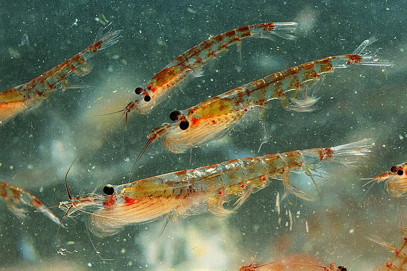 Call For Krill Ban - Tasmanian Times
