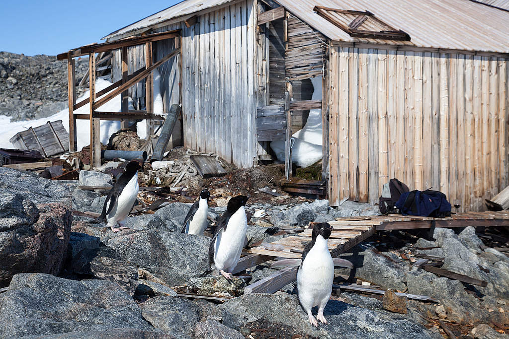 Antarctic Expeditioners Embark On Mawson's Hut Mission - Tasmanian Times