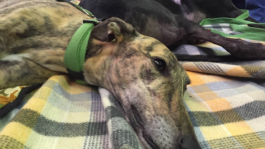 Minister Queried On Another Dead Greyhound - Tasmanian Times