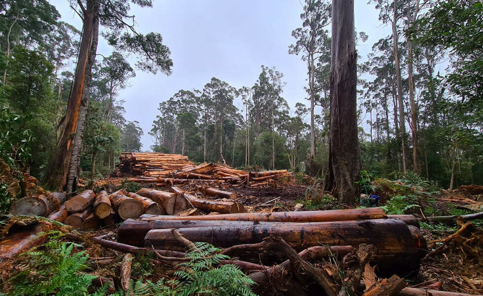 Tasmanian Forests Help Solve The Climate Crisis - Tasmanian Times