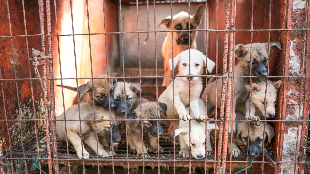 Elwood's Excited About Dog Meat Production In Tasmania - Tasmanian Times