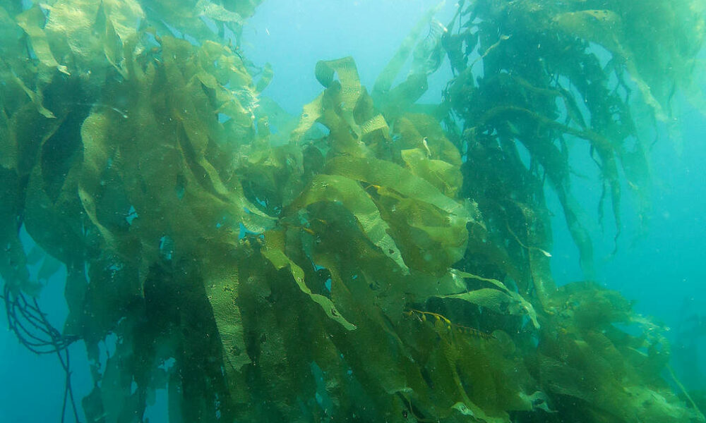 World-first Kelp Restoration Guidebook - Tasmanian Times