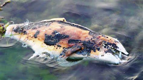 The Parable Of The Amen Snorter And The Rotten Fish - Tasmanian Times