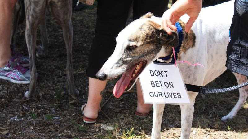 Greens Table Petition To End Greyhound Racing - Tasmanian Times