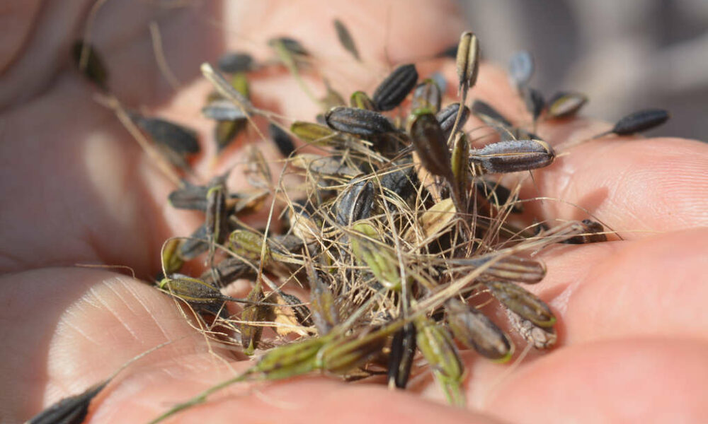 Australian Native Rice A Step Closer To Commercialisation - Tasmanian Times