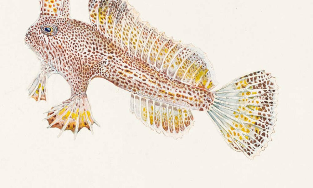 Concert In Aid Of Endangered Handfish - Tasmanian Times