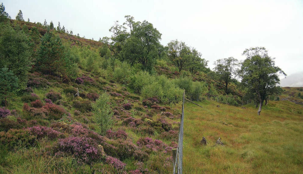 On Fallow Deer Management Plan - Tasmanian Times