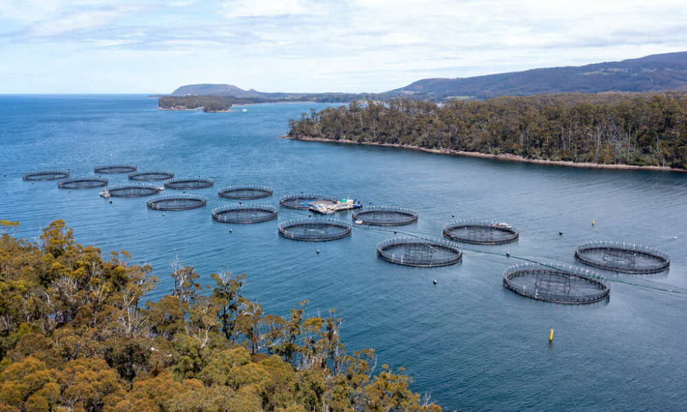 Science Council: End Salmon Farming In Long Bay - Tasmanian Times