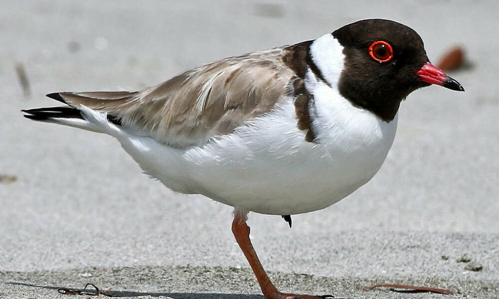 Protect Eastern Hooded Plover Eggs This Summer - Tasmanian Times