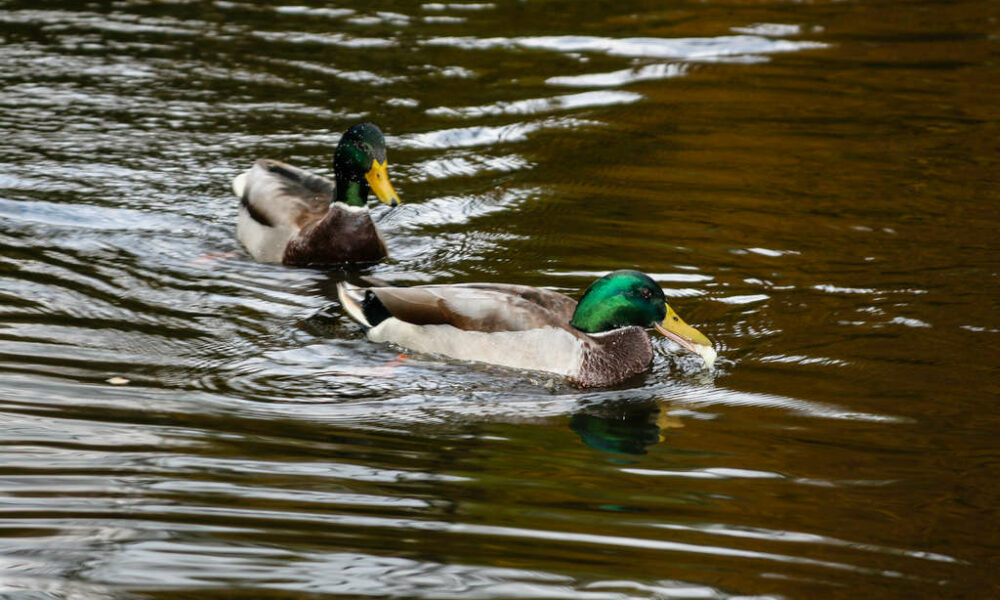 Native Duck Slaughter Set To Begin - Tasmanian Times