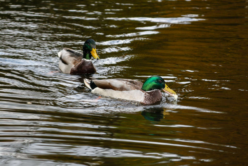 Native Duck Slaughter Set To Begin - Tasmanian Times