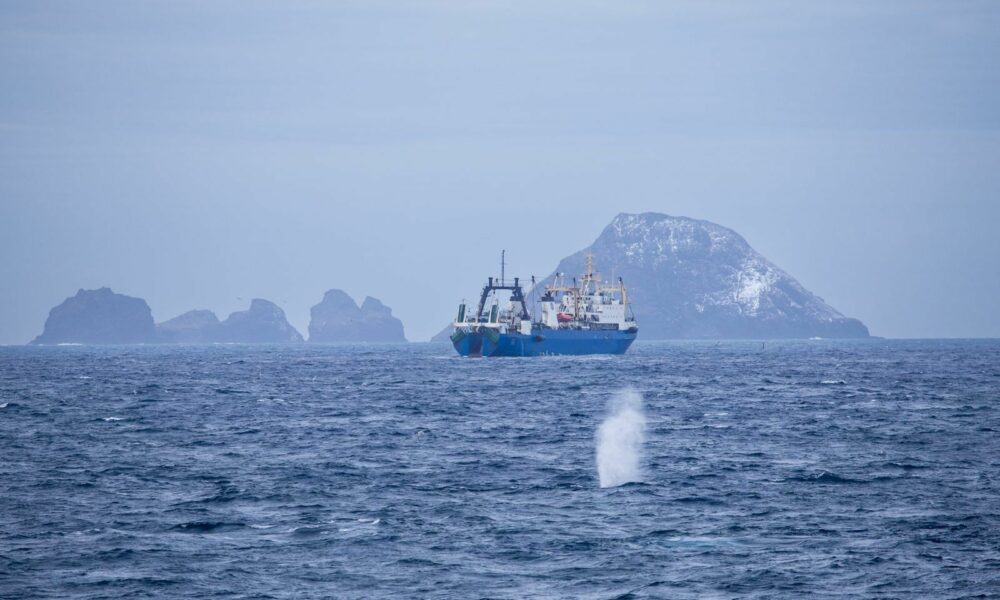 Supertrawlers Harvesting Krill Among Whale Pods - Tasmanian Times